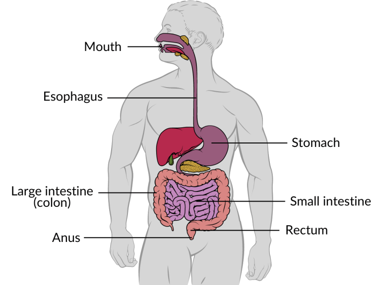 Why your Gut Health is Important and How to Improve it Naturally - Out ...