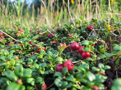 Partridge Berry Jam Recipe with Honey and Beef Gelatin - Out by the door